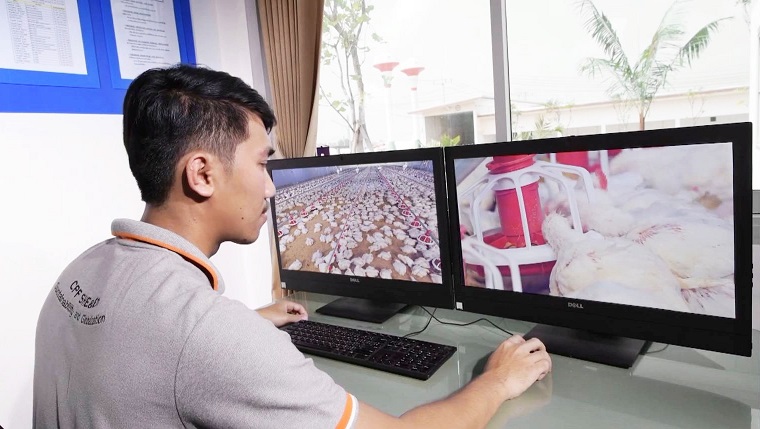 CP Foods elevates animal welfare through "Smart Farm" technology ...