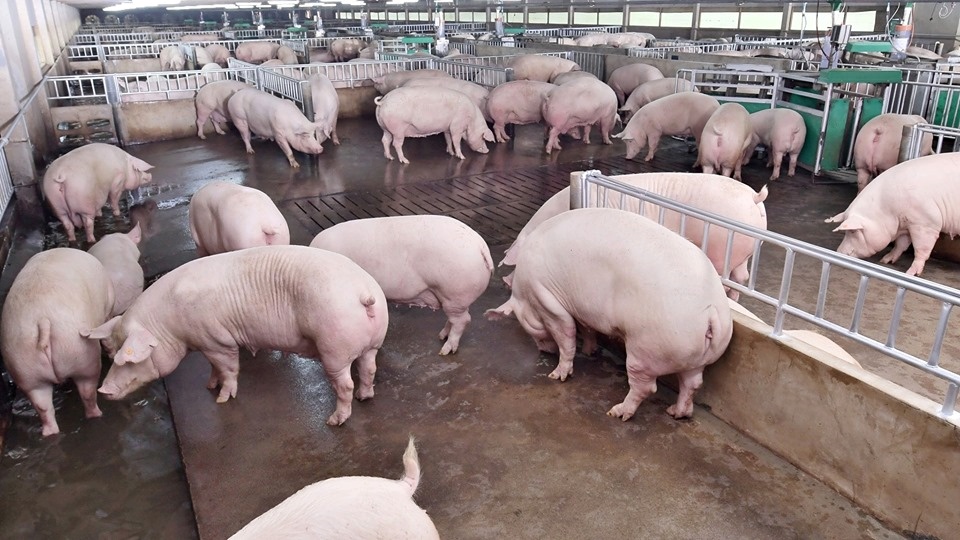 CP Foods ready to tackle ASF - Charoen Pokphand Foods PCL. All rights ...